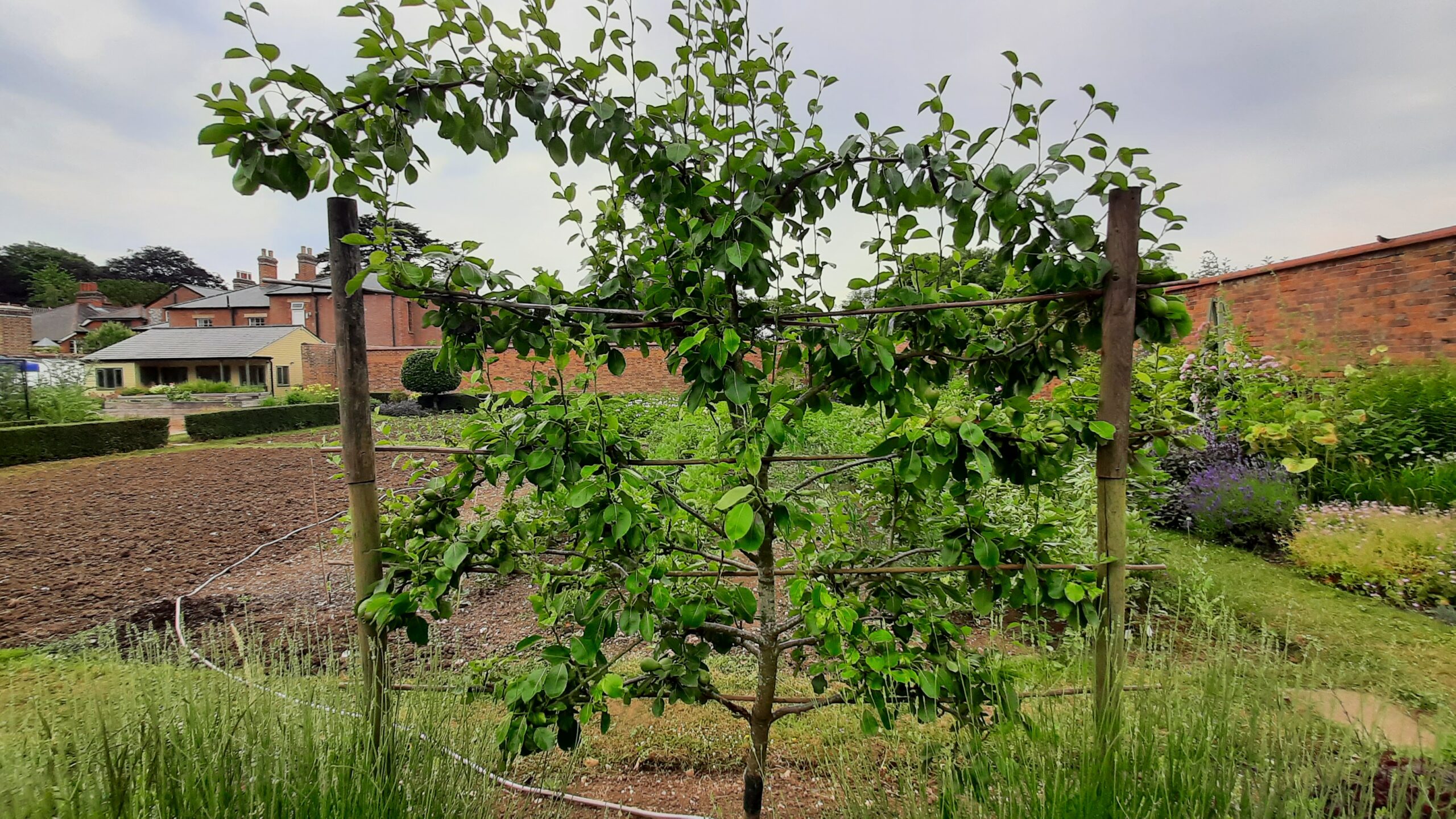 Fruit trees and frameworks! - Messy Church : Messy Church